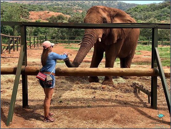 15 Wild Facts About Hartbeespoort Zoo! April 2026 - Aswica.Co.Za