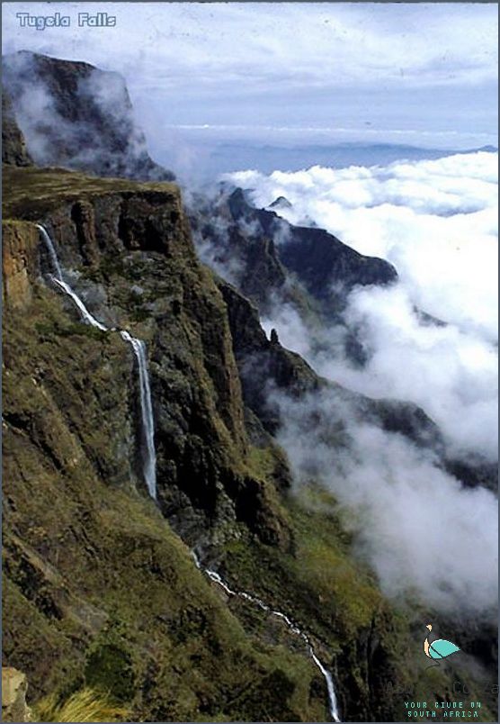 Sensational Sighting: Mont Aux Sources Snake! May 2026 - Aswica.Co.Za